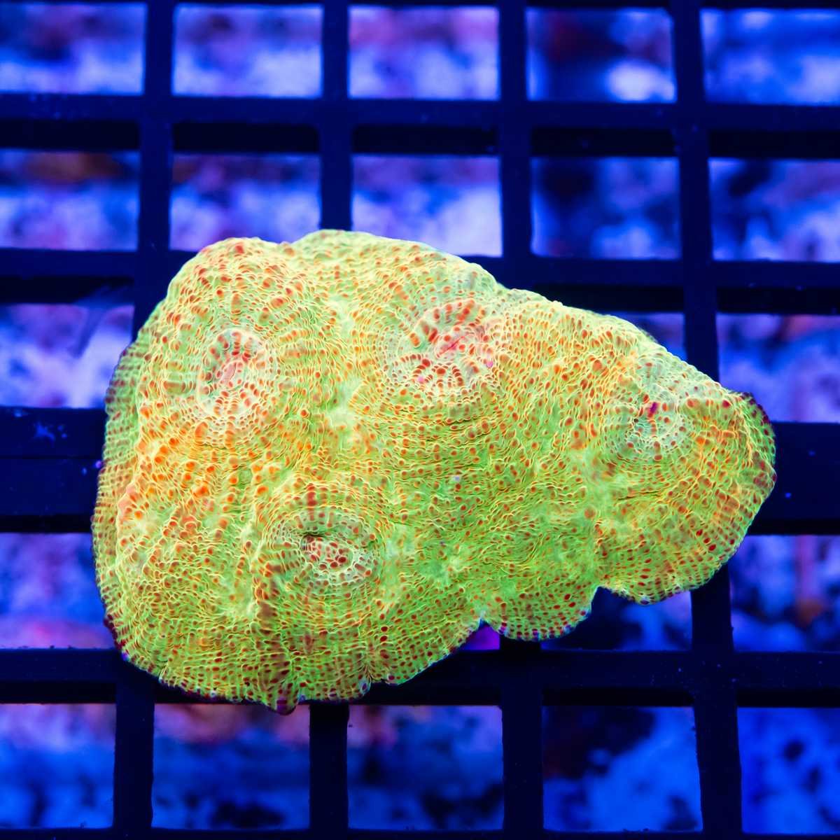 Green Red Chalice Frag Chalice coralsfor $47 - Large selection of ...