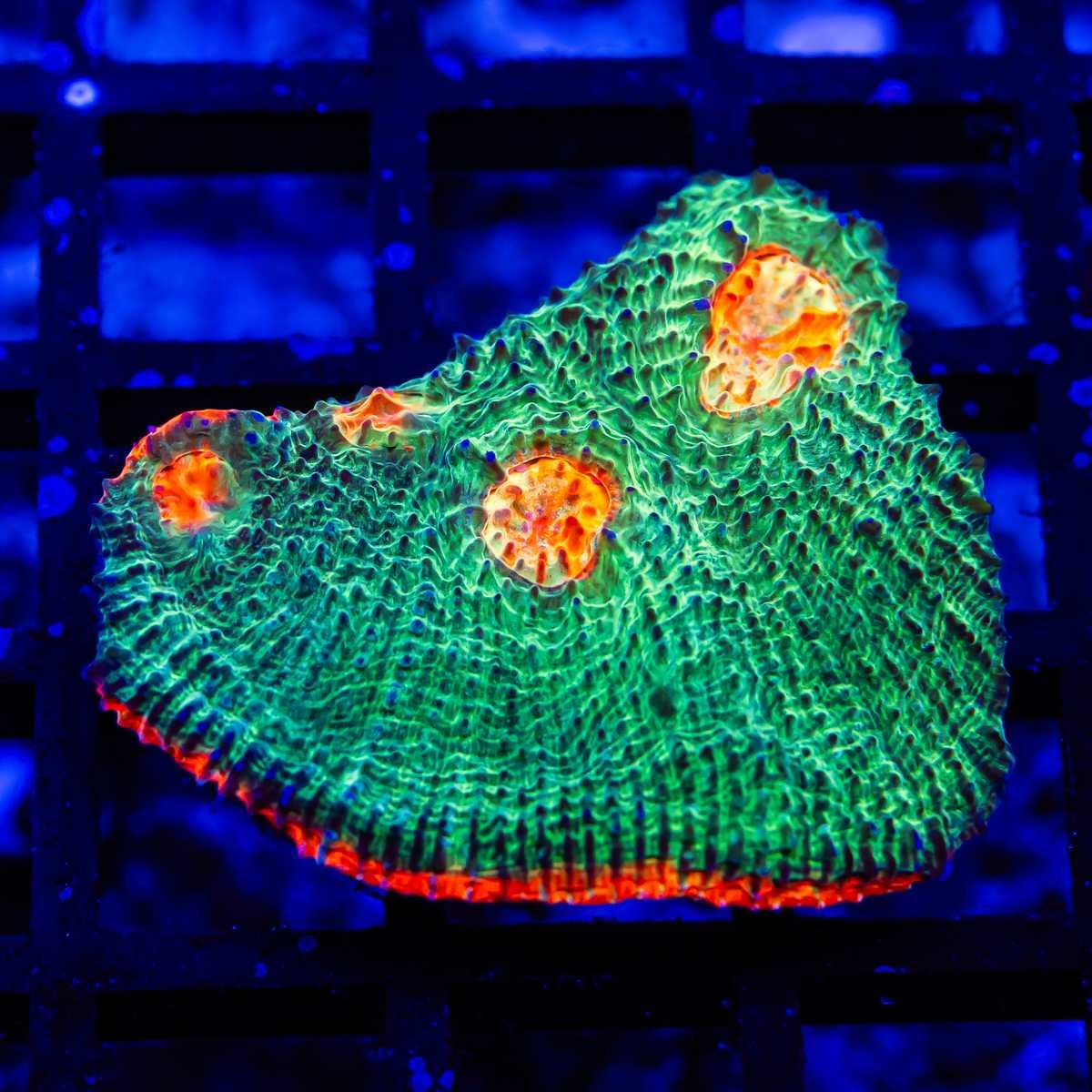 Green Red Eye Ausse Chalice Chalice coralsfor $80 - Large selection of ...