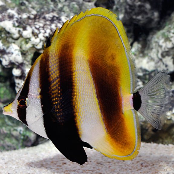 Hi Fin Coradion Butterflyfish (Coradion Altivelis) Shop Fishfor $500 ...