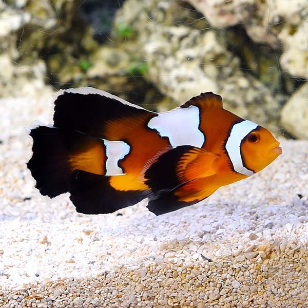 Longfin Black Ice Clownfish (Amphiprion Ocellaris) Shop Fishfor $260 ...