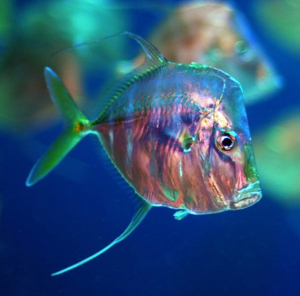 Lookdown Fish (Selene Vomer) Captive Bred Shop Fishfor $125 - Large ...