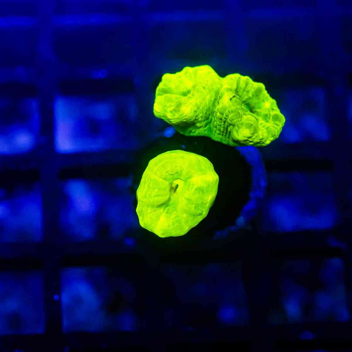 MET GREEN CANDY CANES Other LPS for $40 - Large selection of WYSIWYG ...