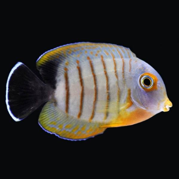 Mimic Surgeonfish Tang (Acanthurus Tristis) Shop Fishfor $95 - Large ...