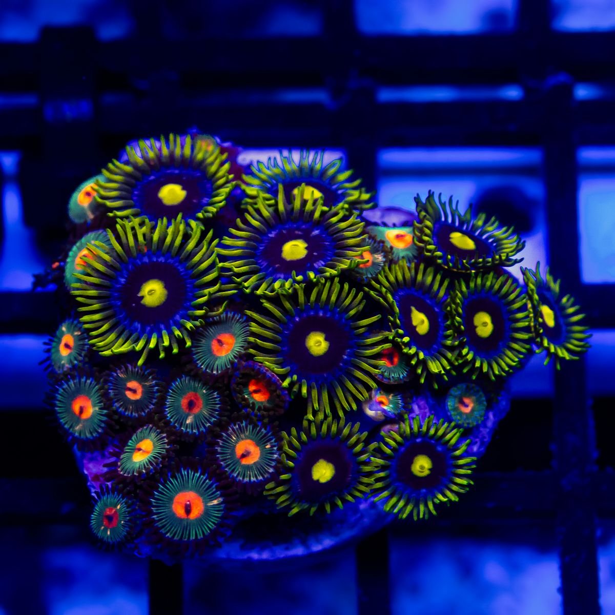 Bright Zoas Zoas for $35 - Large selection of WYSIWYG marine aquarium ...