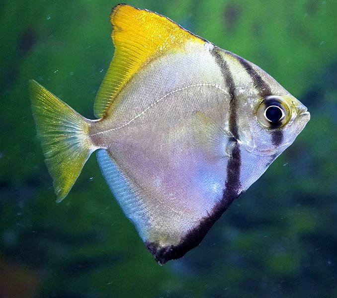 Mono Fish (Monodactylus Argenteus) Shop Fishfor $27 - Large selection ...