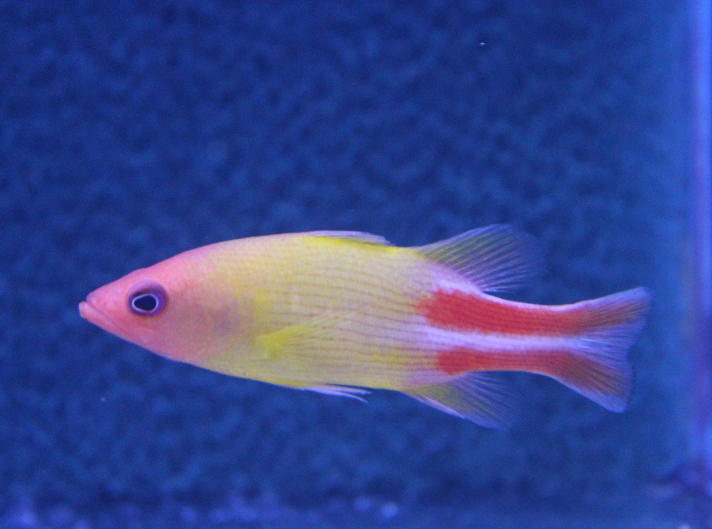 Multiline Basslet (Liopropoma Multilineatum) Shop Fishfor $270 - Large ...