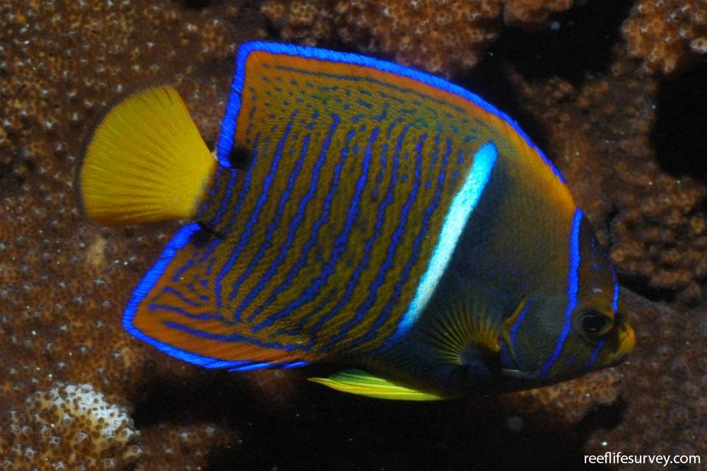 Passer Angelfish (Holacanthus passer) - Juv Shop Fishfor $300 - Large ...