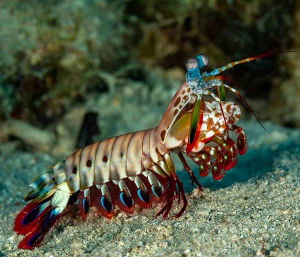 Peacock Mantis Shrimp (Odontodactylus Scyllarus) Shop Inverts for $130 ...