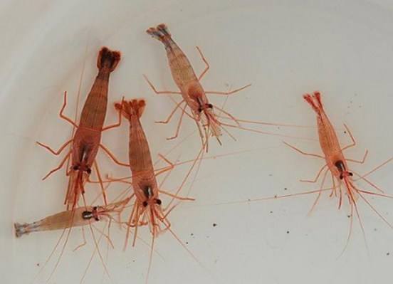 Peppermint Shrimp (Lysmata Wurdemanni) Shop Inverts for $10 - Large ...