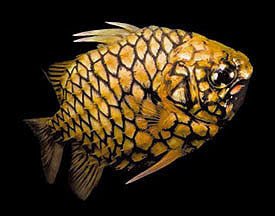 Pineapple Fish (Cleidopus gloriamaris) Shop Fishfor $2000 - Large ...