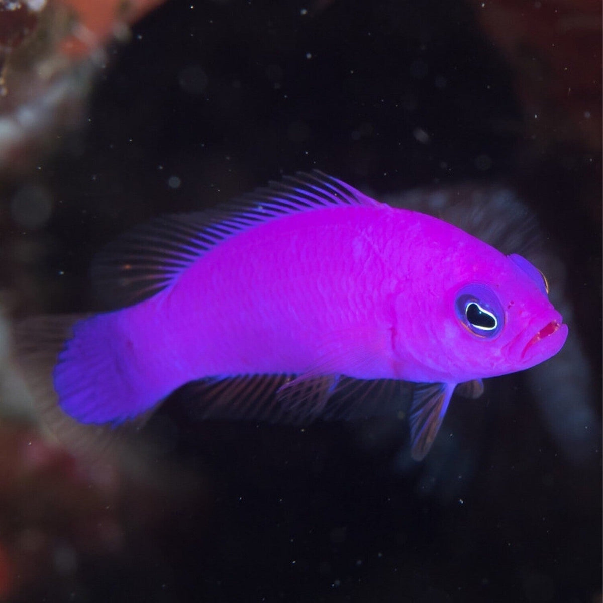 Purple Dottyback (Pseudochromis Porphyreus) Shop Fishfor $25 - Large ...