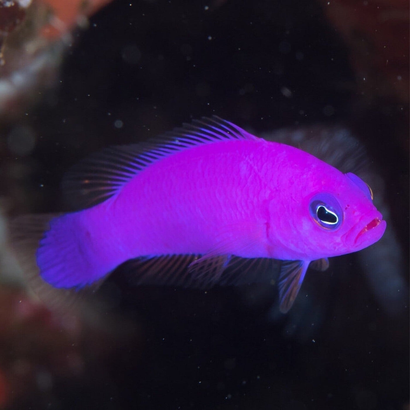 Purple Dottyback (Pseudochromis Porphyreus) Shop Fishfor $25 - Large ...