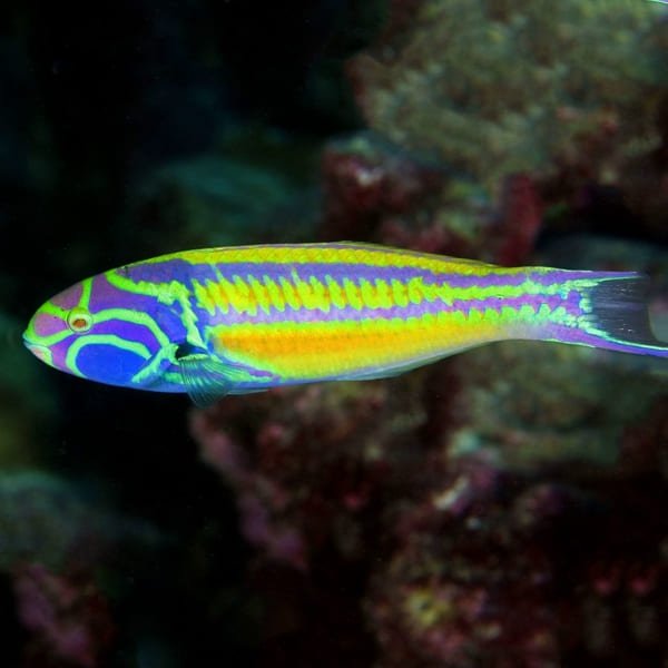 Rainbow Wrasse (Thalassoma Quinquevittatum) Shop Fishfor $145 - Large ...