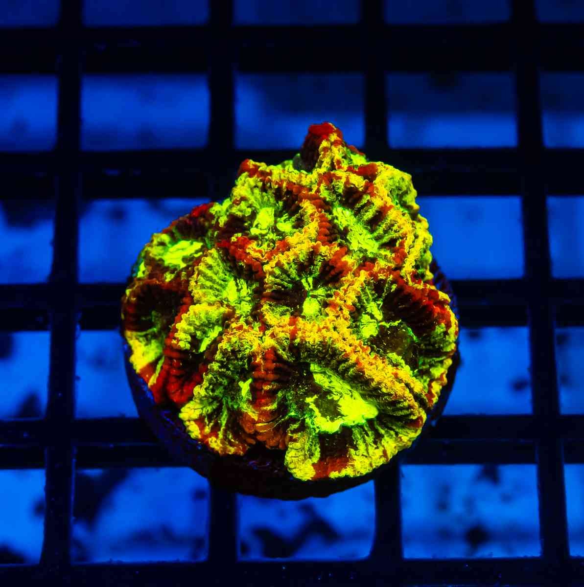 RAR Multi Rainbow Favia Frag Other LPS for $120 - Large selection of ...