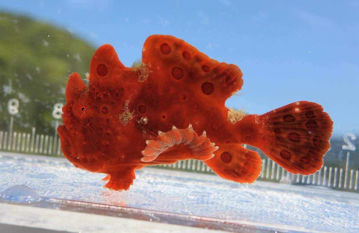 Red Angler (Antennarius sp.) Shop Fishfor $140 - Large selection of ...