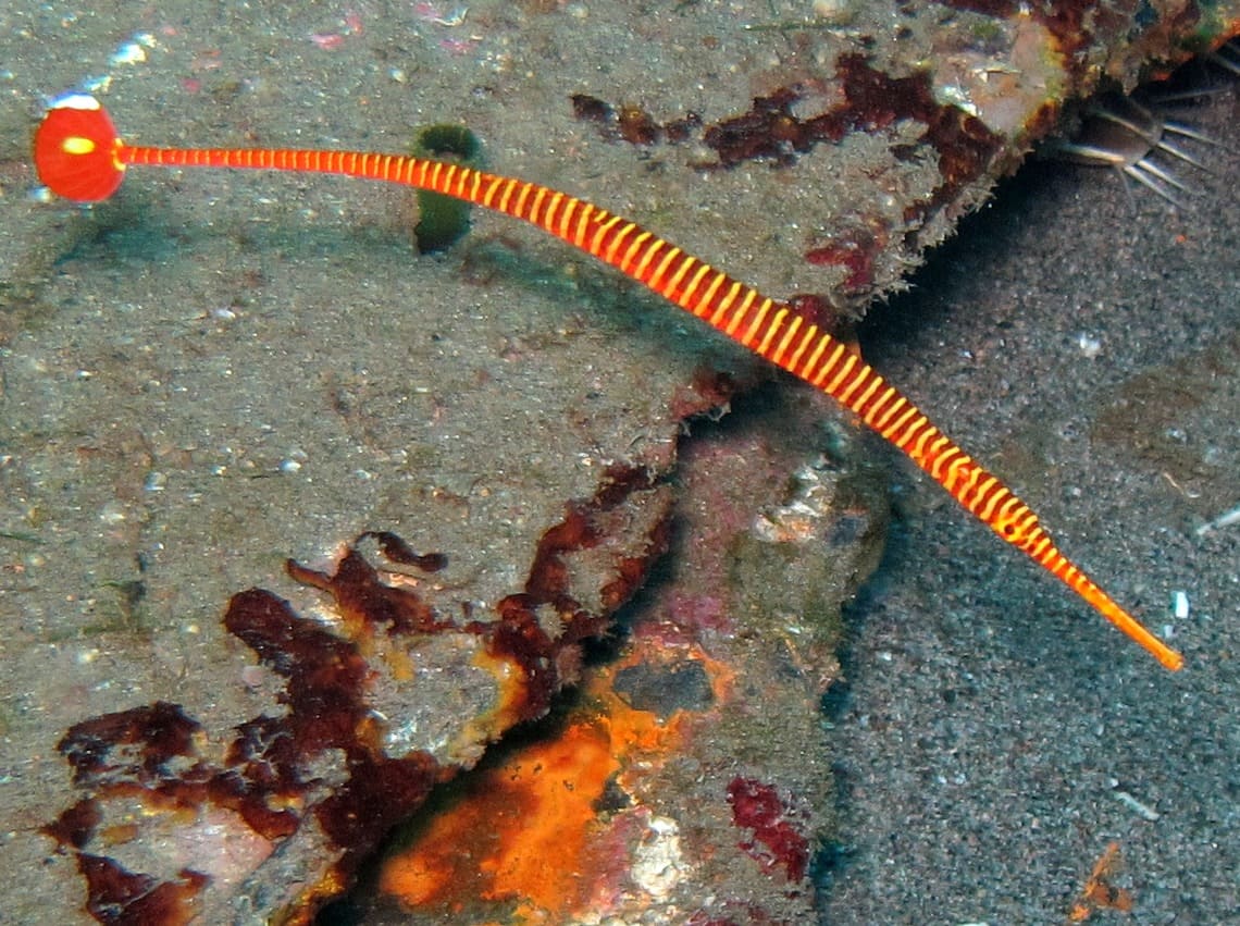 Red Banded Pipefish (Doryrhamphos Multiannulators) Shop Fishfor $59 ...