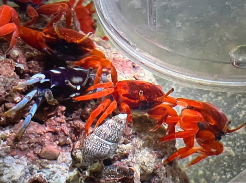 Red Burrowing Crab (Uca sp.) Shop Inverts for $10 - Large selection of ...