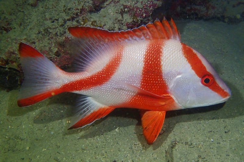 Red Emperor Snapper (Lutjanus Sebae) Shop Fishfor $105 - Large ...