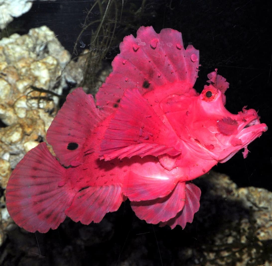 Red Eschmeyer’s Scorpionfish (Rhinopias Eschmeyeri) Shop Fishfor $380 ...