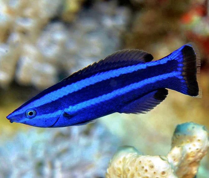 Red Sea Four Line Cleaner Wrasse (Larabicus quadrilineatus) Shop ...