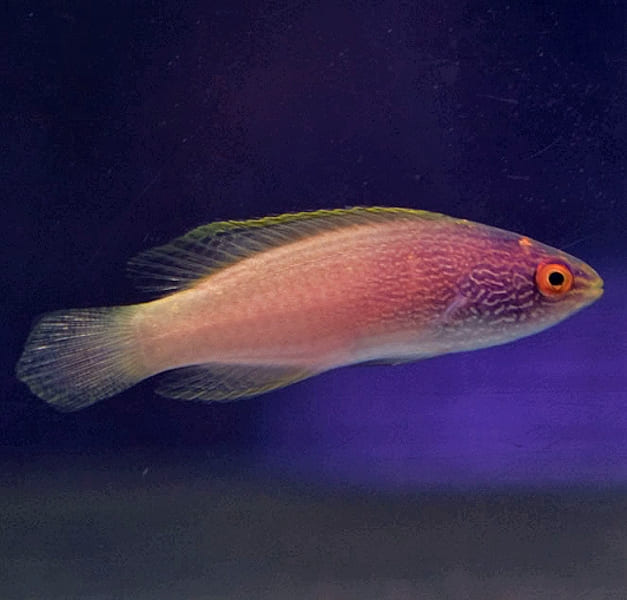 Rhomboid Golden Fairy Wrasse (Cirrhilabrus Rhomboidalis) Female Shop ...