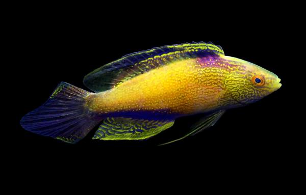 Rhomboid Golden Fairy Wrasse (Cirrhilabrus Rhomboidalis) Super Male ...