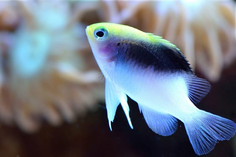 Rolland's Damselfish (Chrysiptera Rollandi) Shop Fishfor $15 - Large ...