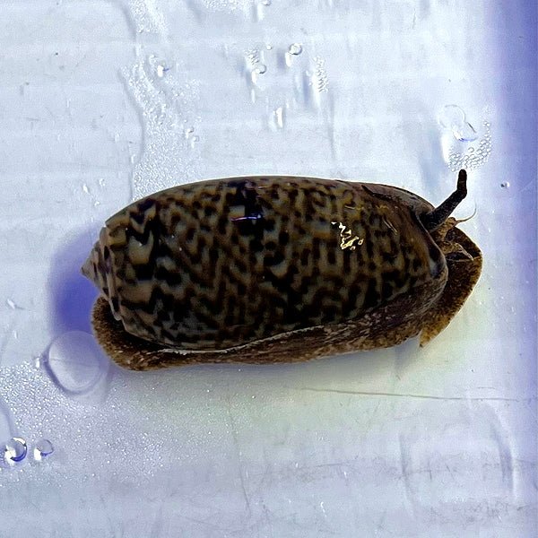 197 Acro Frag Acros Coralsfor $115 - Large selection of WYSIWYG marine ...