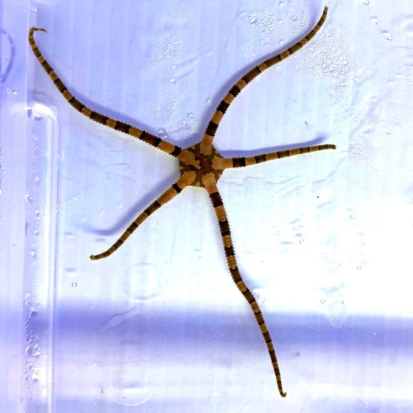 Serpent Sea Star (Ophiolepsis Superba) Shop Inverts for $25 - Large ...