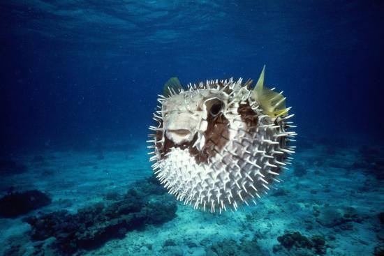 Spiny Pufferfish (Diodon Holocanthus) Shop Fishfor $137 - Large ...