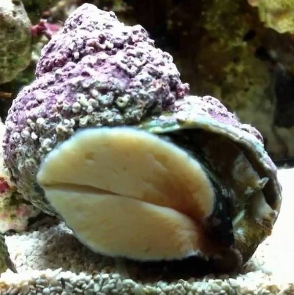 Turbo Snail (Turbo Fluctuosa) Shop Inverts for $5 - Large selection of ...