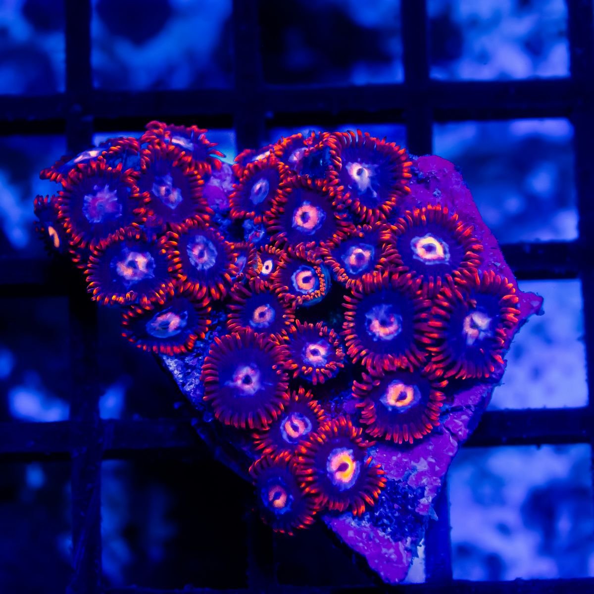 Ultra Zoas — Reef Exclusive MA LLC