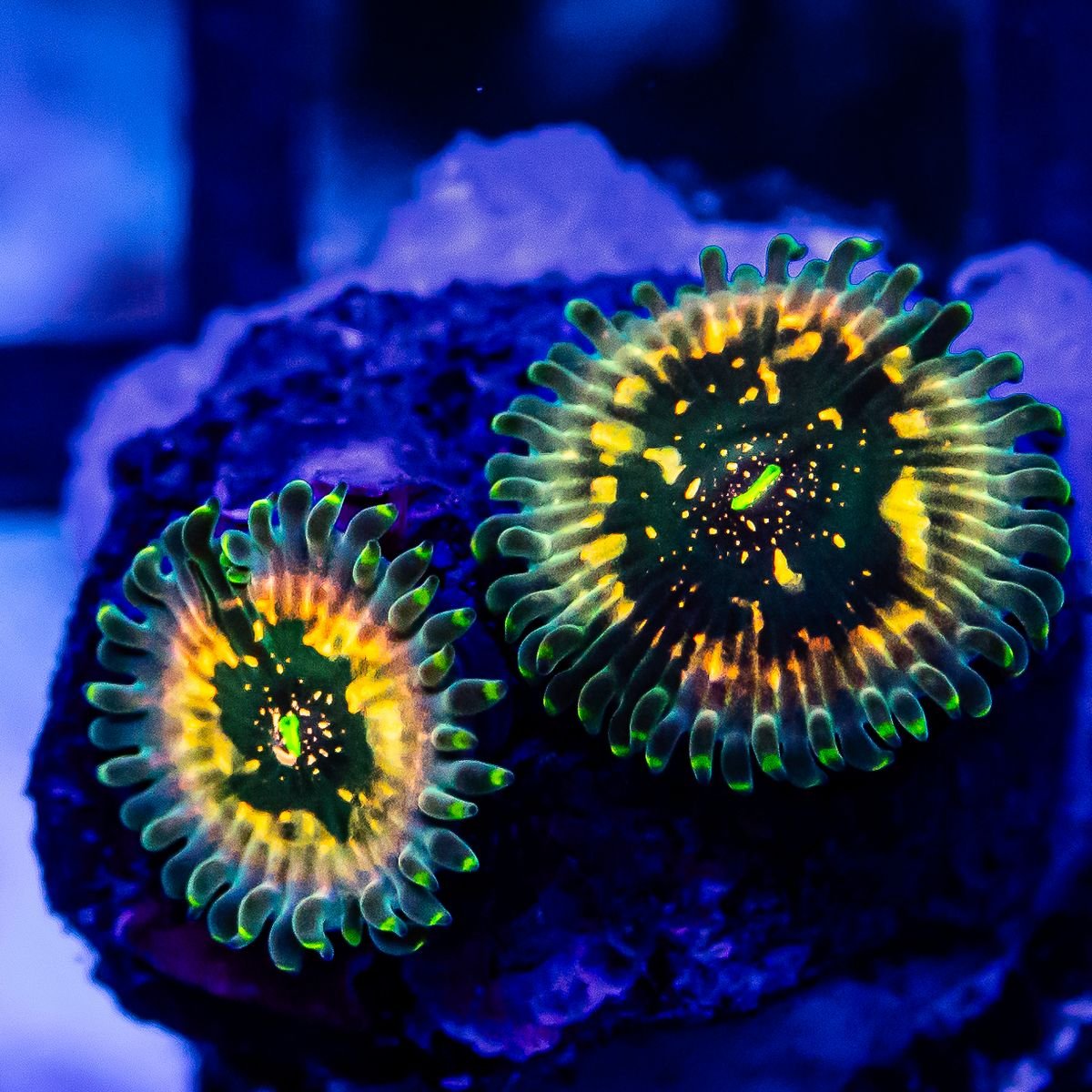 Ultra Zoas — Reef Exclusive MA LLC