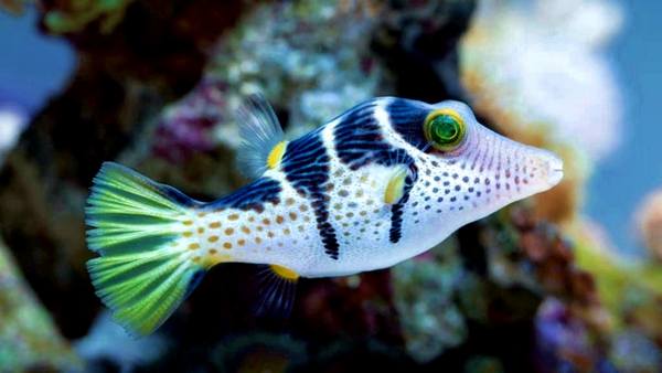 Valentini Puffer Fish (Canthigaster Valentini) Shop Fishfor $58 - Large ...