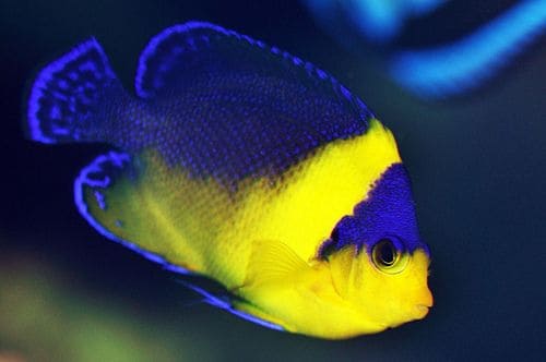 Venustus Angel (Centropyge Venustus) Shop Fishfor $195 - Large ...