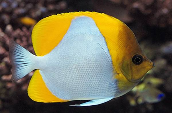 Yellow Pyramid Butterflyfish (Hemitaurichthys Polylepis) Shop Fishfor ...