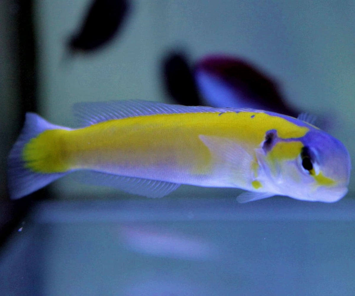 Yellow Tilefish (Hoplolatilus gluteus) Shop Fishfor $150 - Large ...