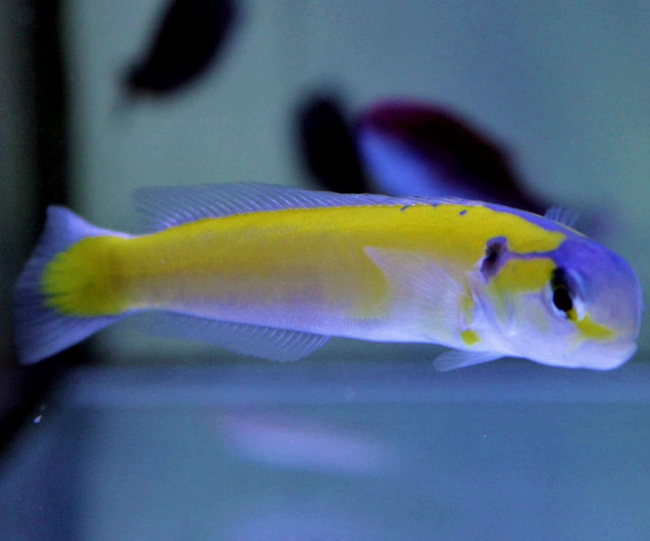 Yellow Tilefish (Hoplolatilus gluteus) Shop Fishfor $150 - Large ...
