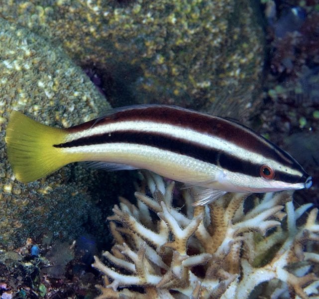 Yellowtail Cleaner Wrasse (Diproctacanthus Xanthurus) Shop Fishfor $40 ...